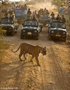 The Habitat Advocate » Blog Archive Wildlife Photography Awards - The ...