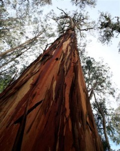 The Habitat Advocate » Blog Archive VicForests slaughters 500 y.o ...