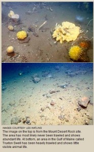 The Habitat Advocate bycatch Archives - The Habitat Advocate