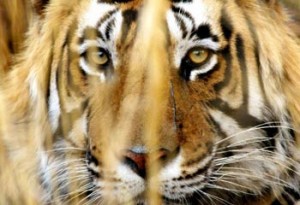 The Habitat Advocate tiger bone Archives - The Habitat Advocate