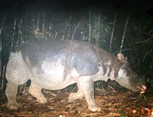 The Habitat Advocate » Blog Archive Backward chinese TCM drives a Rhino ...