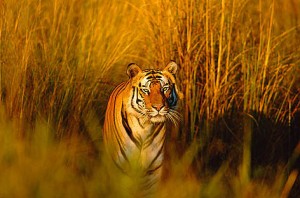 The Habitat Advocate Bengal Tiger Archives - The Habitat Advocate