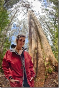 The Habitat Advocate » Blog Archive The Observer Tree... a Tasmanian ...