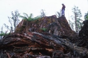 The Habitat Advocate Styx Tall Trees Forest Reserve Archives - The ...