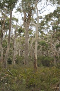 The Habitat Advocate Tasmania Map of Cleared Land Archives - The ...