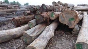 The Habitat Advocate » Blog Archive Vietnamese Army named as timber ...