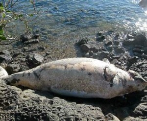 The Habitat Advocate Dugongs Archives - The Habitat Advocate