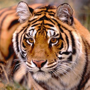 The Habitat Advocate Kalimantan (ID) Archives - The Habitat Advocate