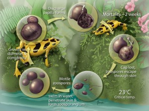 The Habitat Advocate » Blog Archive Amphibian disease wiping out the ...