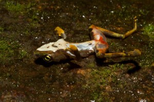 The Habitat Advocate Green and Golden Bell Frog Archives - The Habitat ...