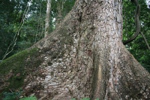 The Habitat Advocate Macleay River Fire Archives - The Habitat Advocate