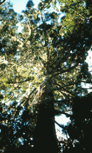 The Habitat Advocate Macleay River Fire Archives - The Habitat Advocate