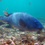 The Habitat Advocate Clovelly's Blue Groper Archives - The Habitat Advocate