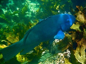 The Habitat Advocate Clovelly's Blue Groper Archives - The Habitat Advocate