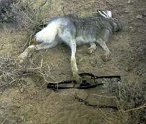 The Habitat Advocate Lanes Ace Trap Archives - The Habitat Advocate