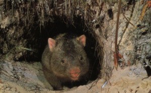 The Habitat Advocate Wombat Habitat Archives - The Habitat Advocate