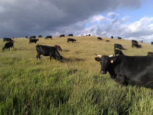 The Habitat Advocate Cattle Overgrazing Archives - The Habitat Advocate