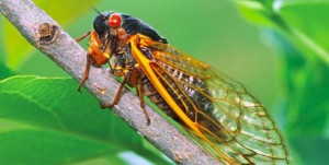 The Habitat Advocate » Blog Archive Cicadas are back and it sounds like ...